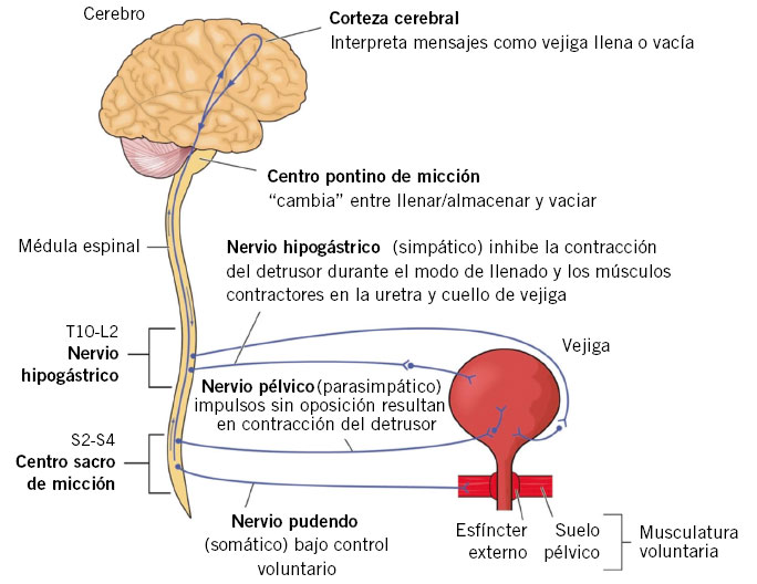 Formación continuada - Pediatría integral